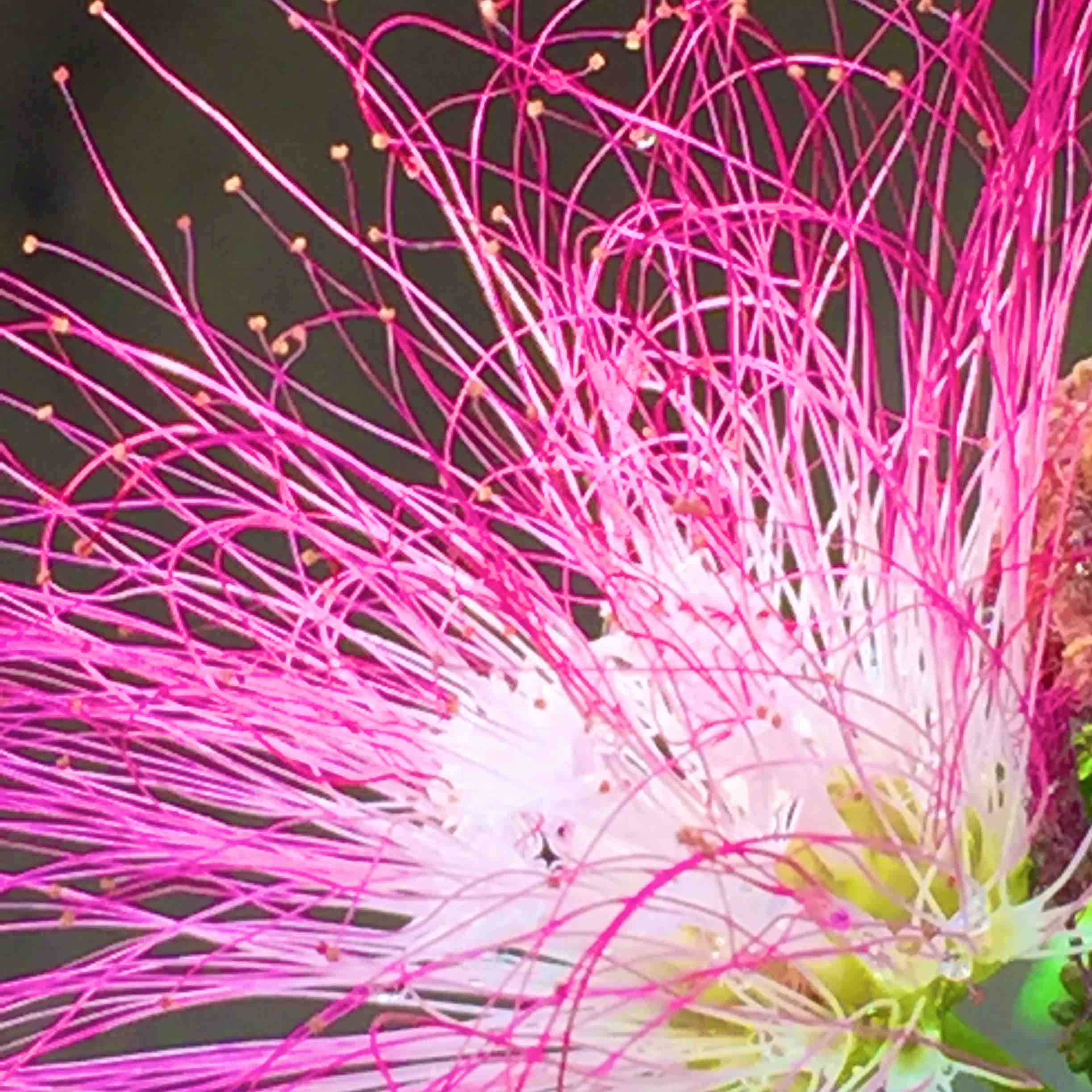 Flor de Cuji de Jardin | Crónicas de IMarie